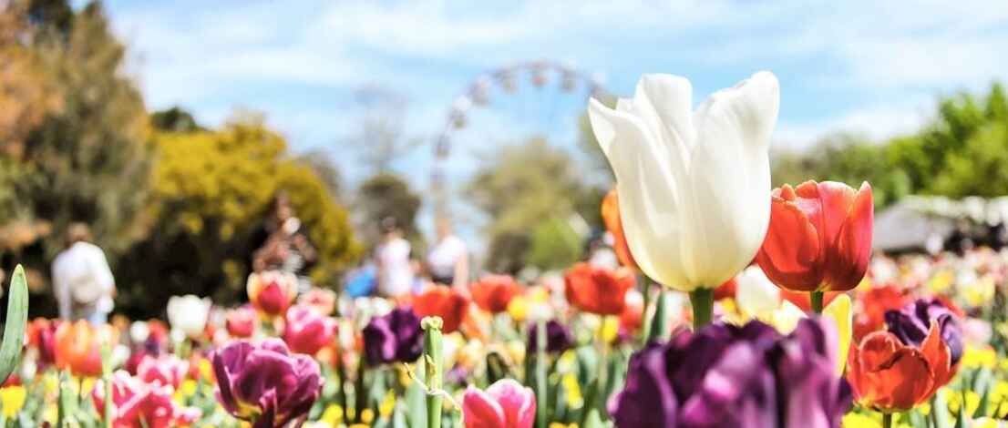 Regional travel with NSW TrainLink | transportnsw.info